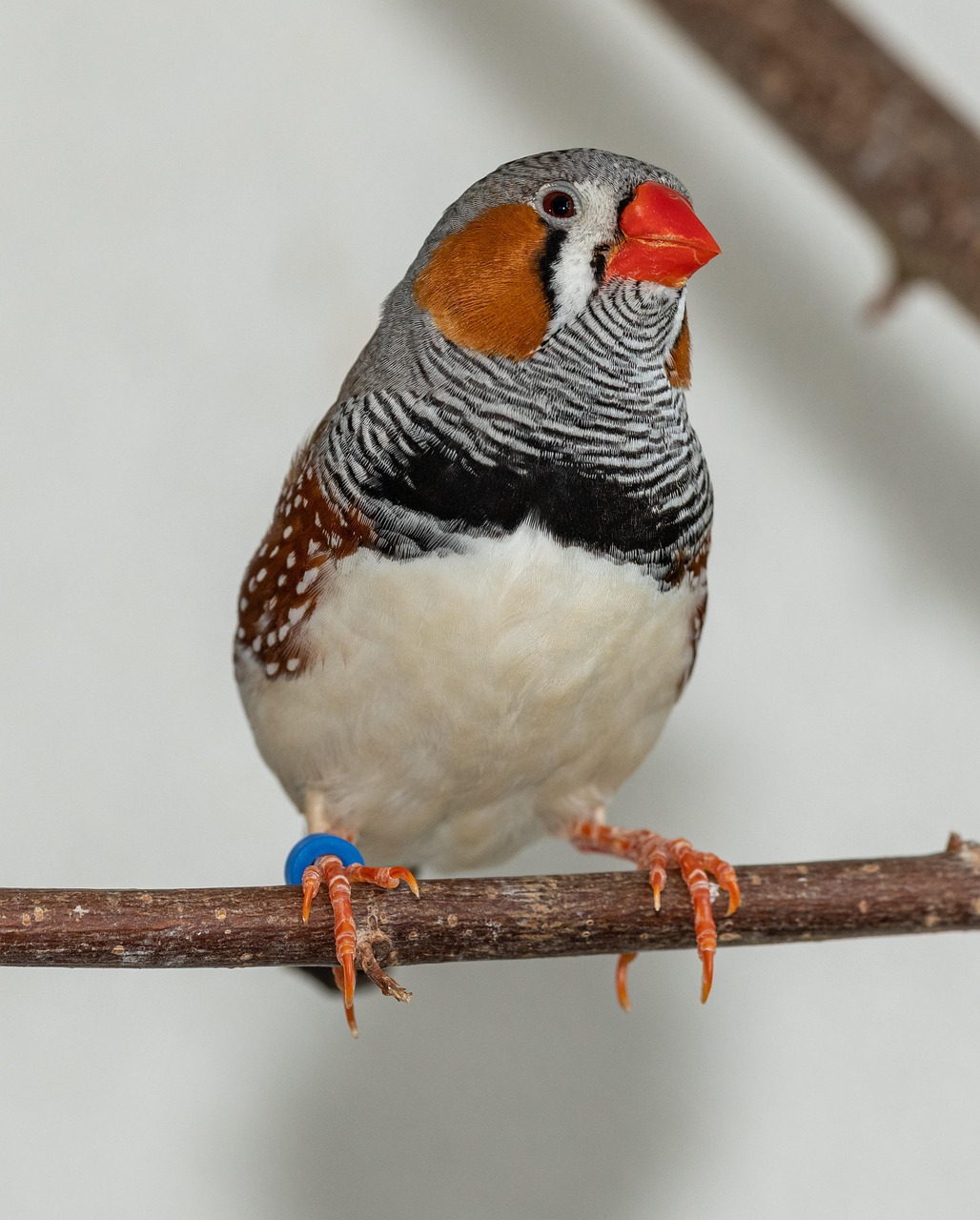 Finch Bird Feeding Time - Free photo on Pixabay - Pixabay