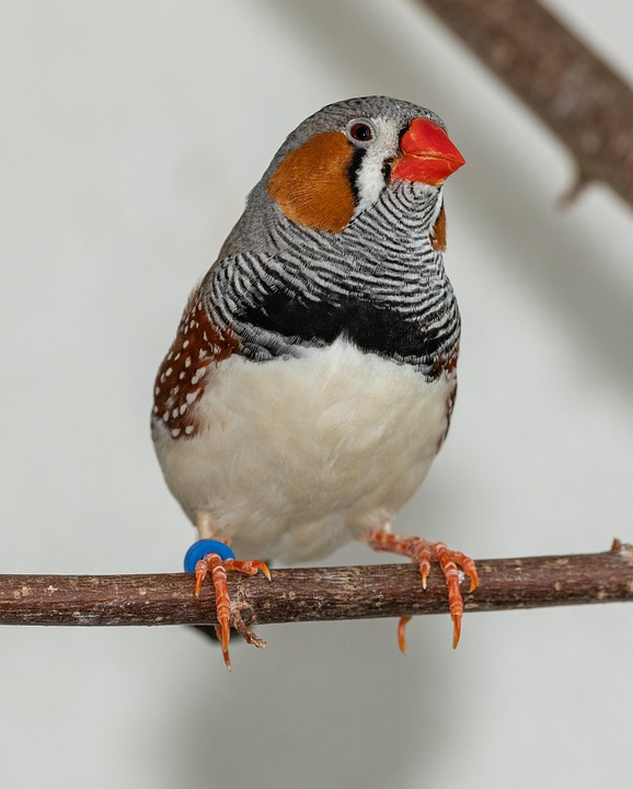Zebra Finch Bird - Free photo on Pixabay - Pixabay