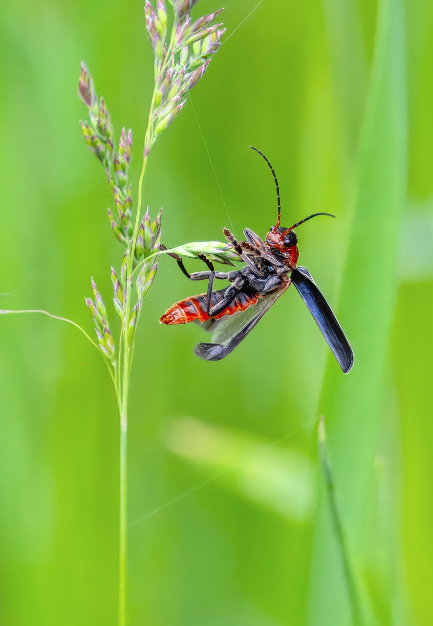 1+ Free Грасхальм & Soldatenkäfer Images - Pixabay