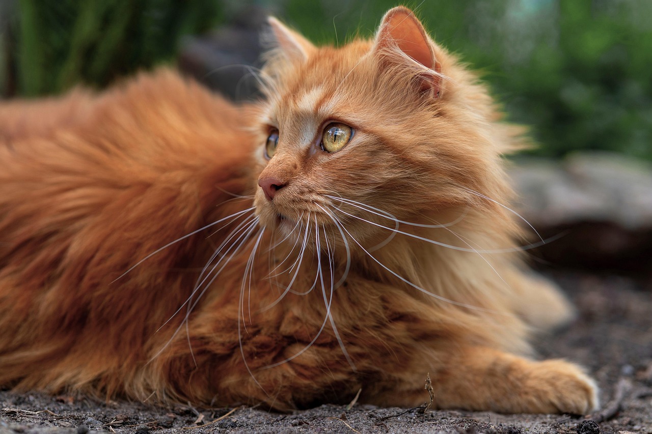 Animal Cat Mammal - Free photo on Pixabay - Pixabay