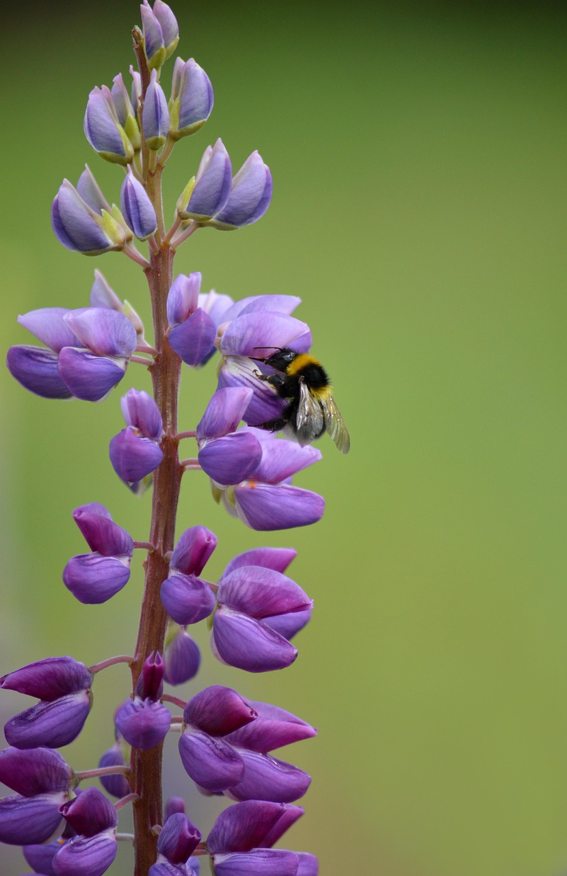 Lupine Flower Bumblebee - Free photo on Pixabay
