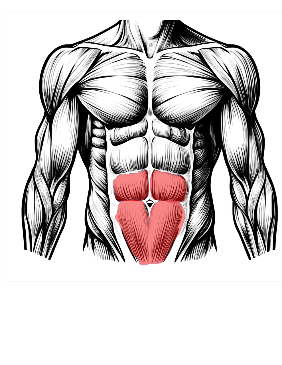 Aptitud Física Hombre Cuerpo - Imagen gratis en Pixabay - Pixabay