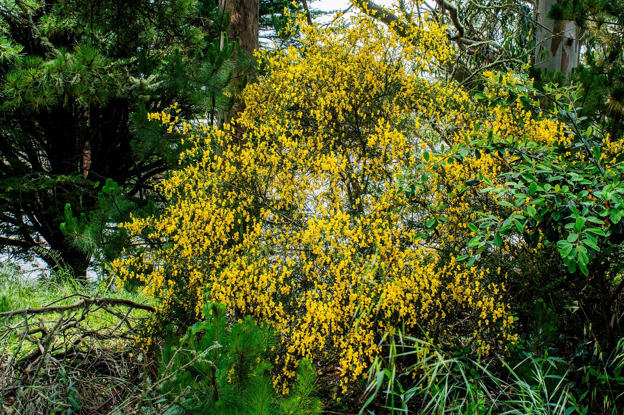 Yellow Nature Flowers - Free photo on Pixabay - Pixabay
