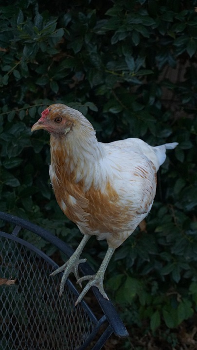 Chicken Hen Bird - Free photo on Pixabay - Pixabay