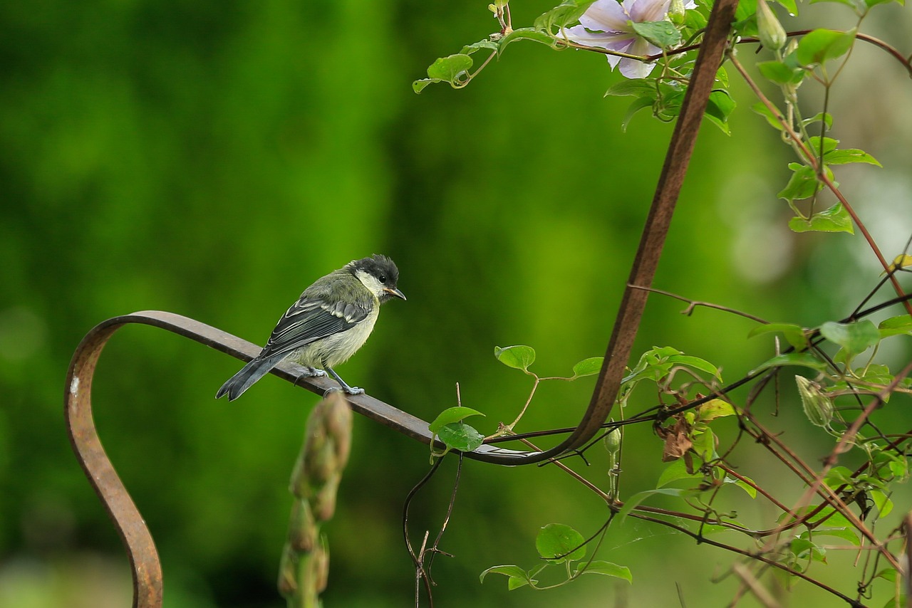 Great Tit Bird Nature - Free photo on Pixabay - Pixabay