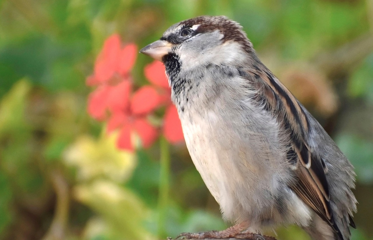 Sparrow Bird Little - Free photo on Pixabay - Pixabay
