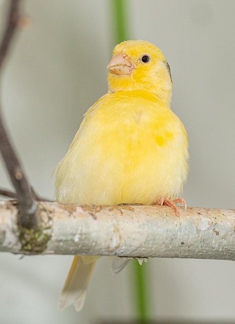 Más de 20 000 imágenes gratis de Un Canario y Canario - Pixabay
