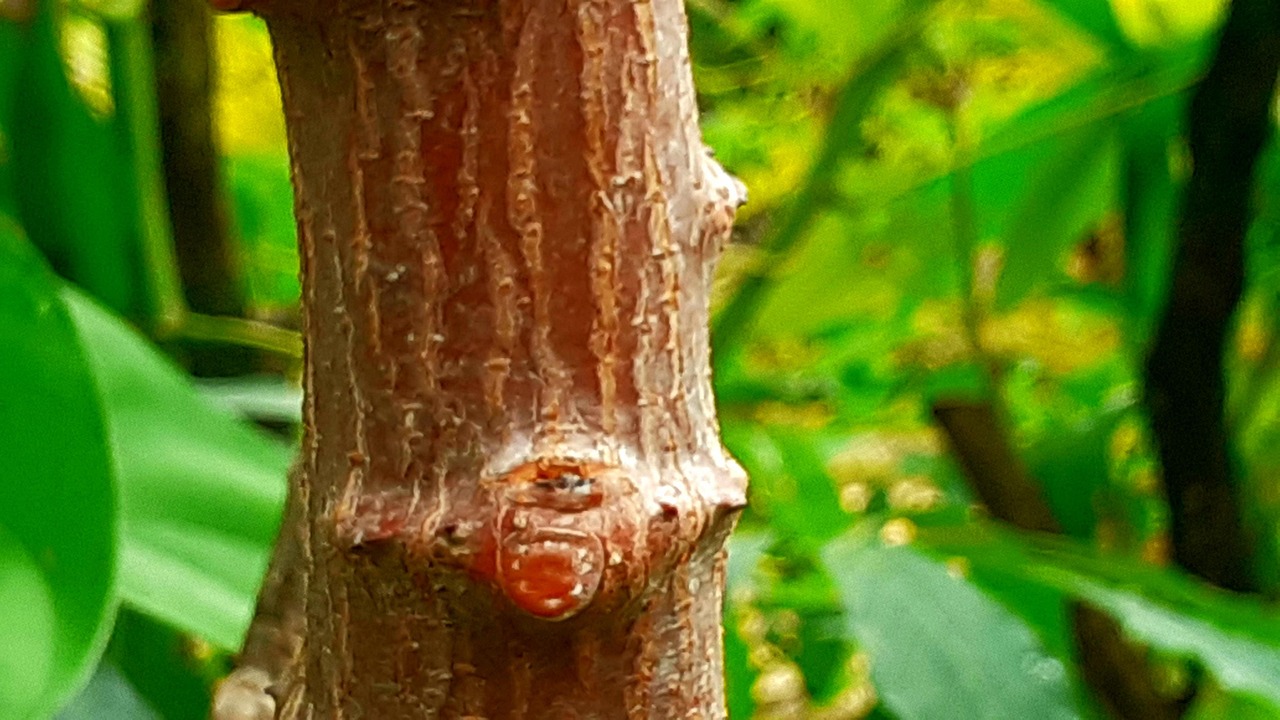 Planta De Yuca Palo - Foto gratis en Pixabay - Pixabay