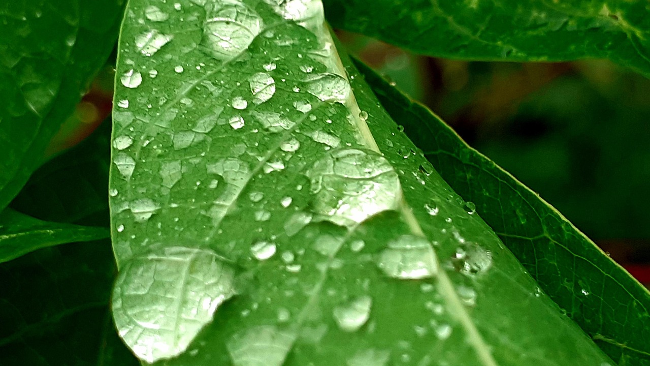 Tetesan Air Daun-Daun Tanaman - Foto gratis di Pixabay