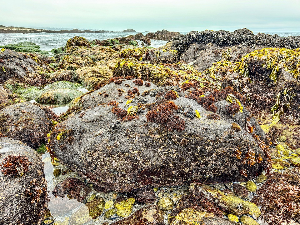 Tide Pool Pacific Grove - Free photo on Pixabay - Pixabay