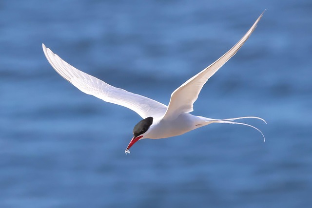 Tern Bird Seabird - Free photo on Pixabay - Pixabay