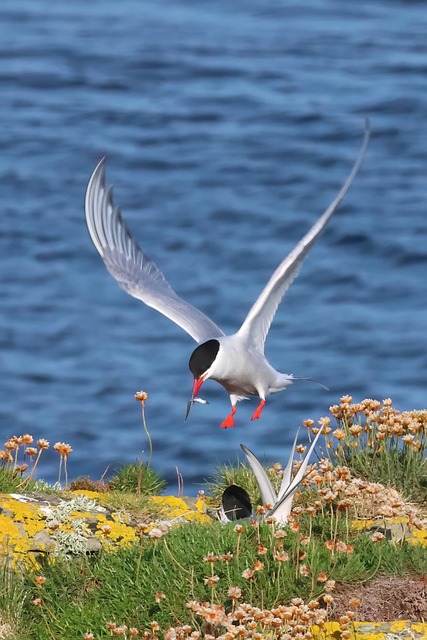 Tern Bird Seabird - Free photo on Pixabay - Pixabay