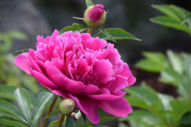 Blumen Pfingstrose Rosa Floraler - Kostenloses Foto auf Pixabay - Pixabay