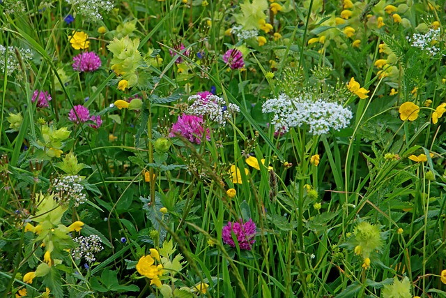 Prado De Flores Del - Foto gratis en Pixabay - Pixabay
