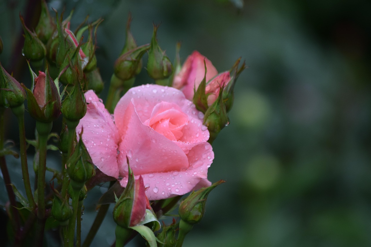 Flores Rose Rosa - Foto gratuita no Pixabay - Pixabay