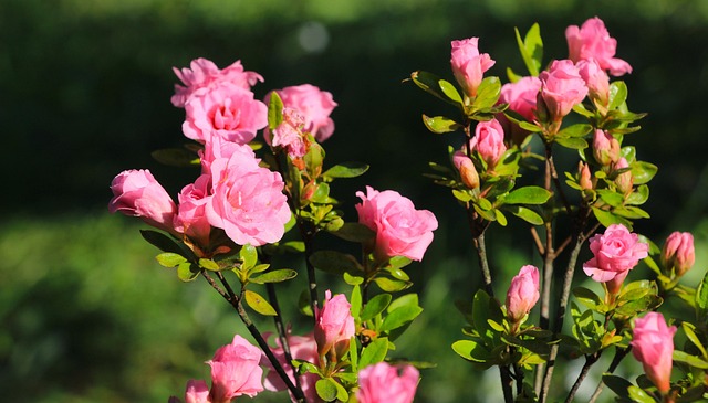 Fleurs Azalée Le - Photo gratuite sur Pixabay - Pixabay