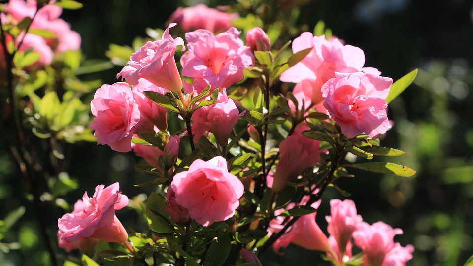 Azalea Bunga-Bunga Musim - Foto gratis di Pixabay