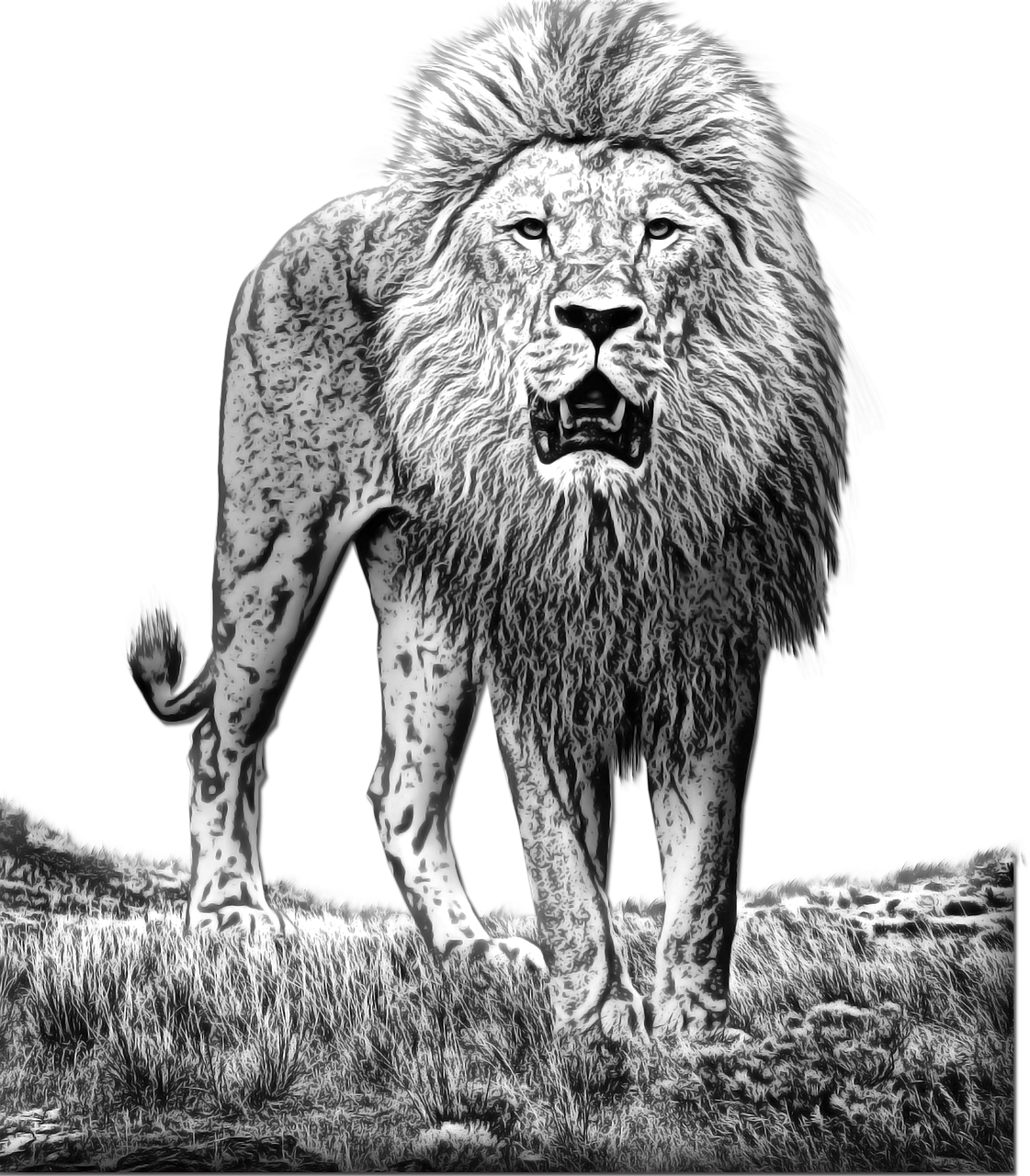 Singa Male Lion Alam Kucing - Gambar gratis di Pixabay - Pixabay