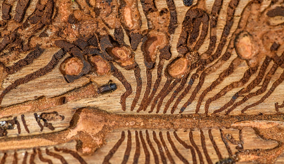 European Spruce Bark Beetle - Free photo on Pixabay - Pixabay