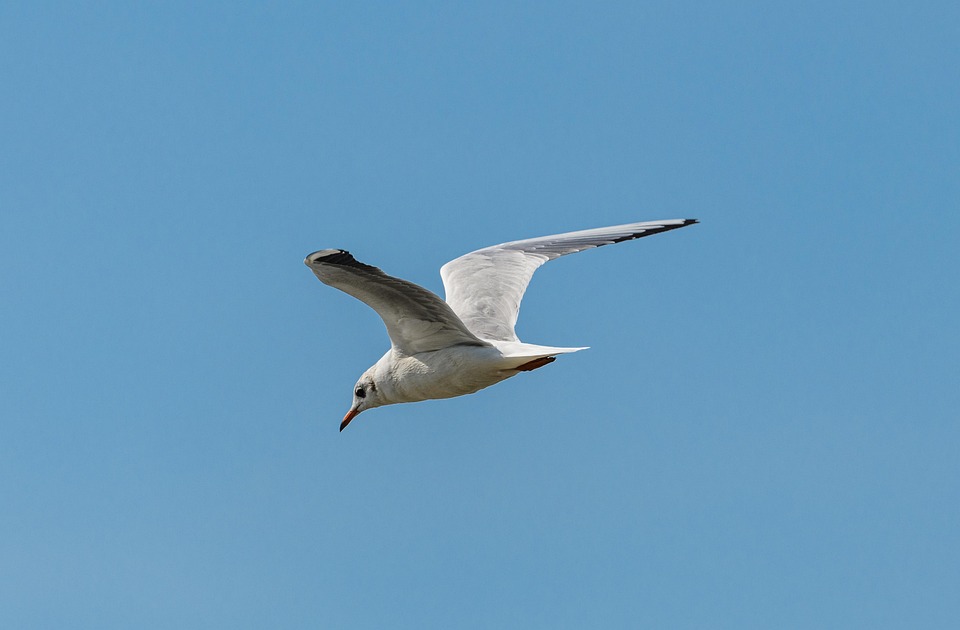 Seagull Gull Feathers - Free photo on Pixabay - Pixabay