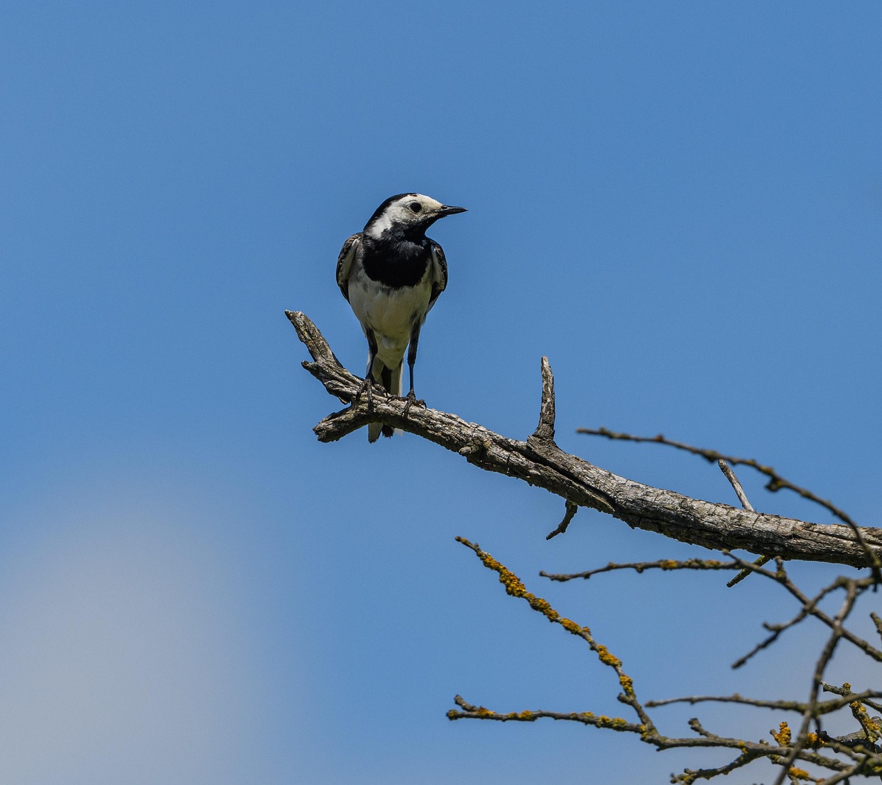 White Wagtail Motacilla - Free photo on Pixabay - Pixabay