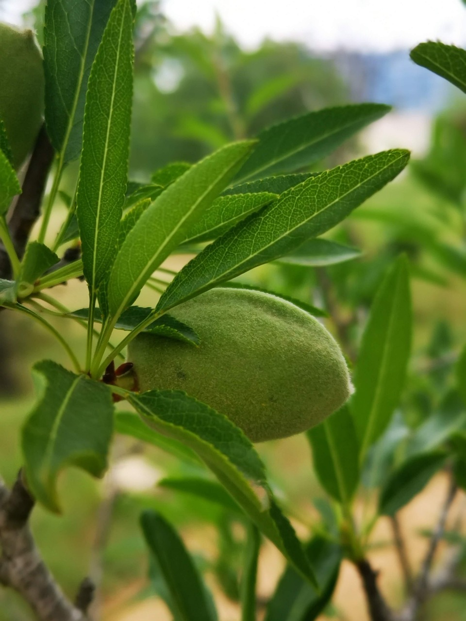 Amande Vert La Nature - Photo gratuite sur Pixabay - Pixabay