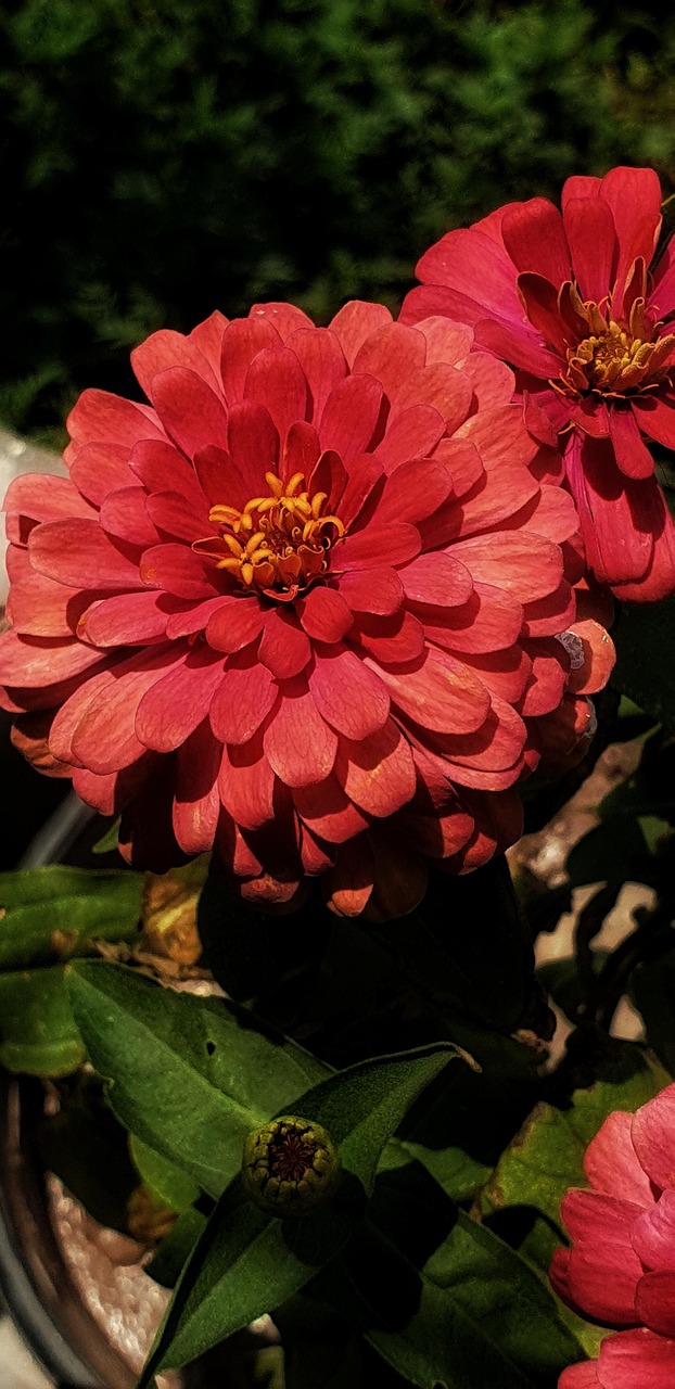 Anggun Warna Elegan Merah - Foto gratis di Pixabay - Pixabay