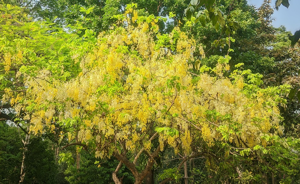 Goldener Baum Natur - Kostenloses Foto auf Pixabay