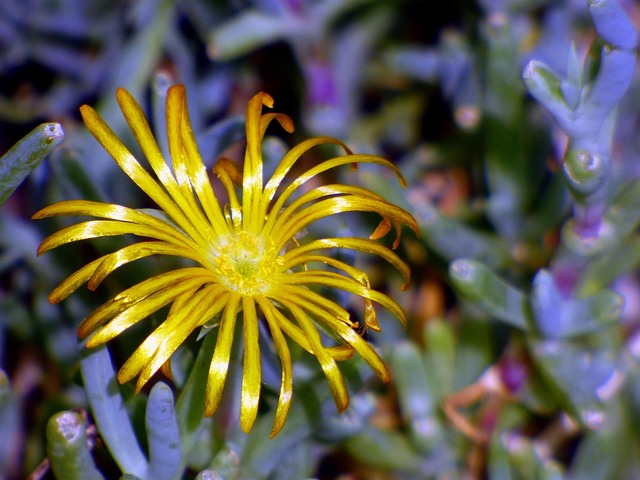 Flower Color Yellow - Free photo on Pixabay - Pixabay