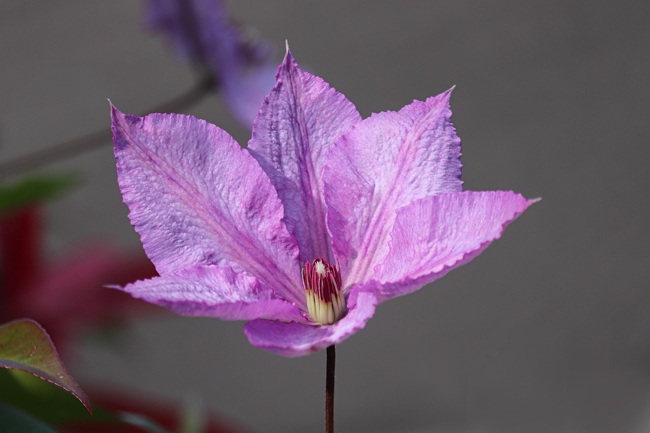 Clemátide Flor Planta Trepadora - Foto gratis en Pixabay - Pixabay