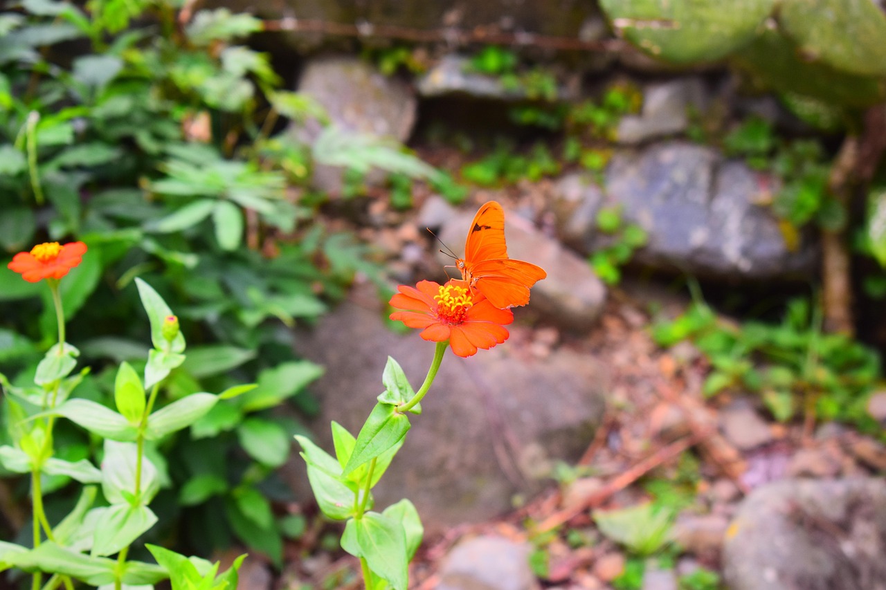 Butterfly Orange Flower - Free photo on Pixabay - Pixabay