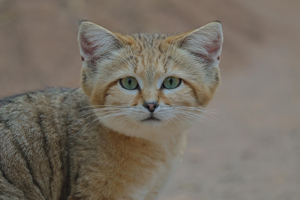 Animal Mammal Fauna - Free photo on Pixabay - Pixabay