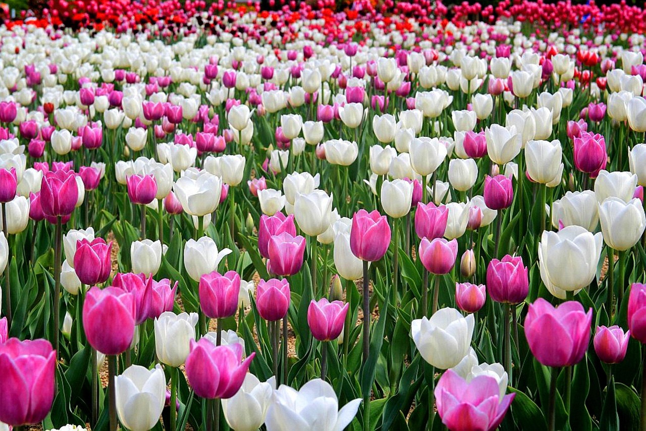Tulip Flowers Flower Buds - Free photo on Pixabay