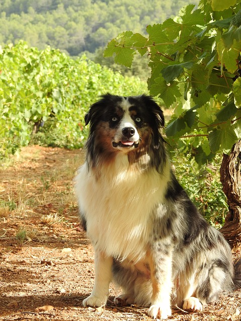 Berger Chien Animal - Photo gratuite sur Pixabay