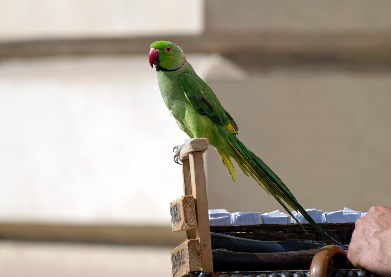 Oiseau Perroquet Perruche - Photo gratuite sur Pixabay - Pixabay