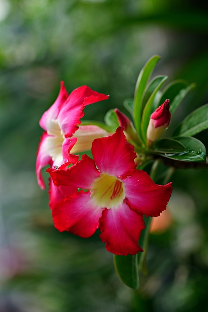 Más de 100 000 imágenes gratis de Gem Desert Rose y Naturaleza - Pixabay