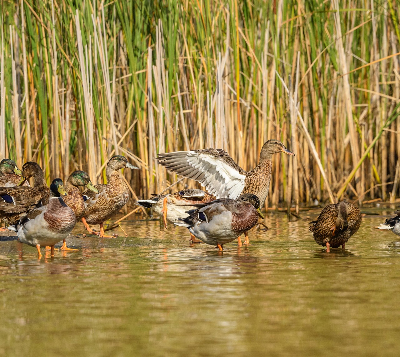 Vögel Enten Wildenten Anas - Kostenloses Foto auf Pixabay