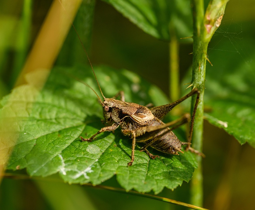 Dark Bush-Cricket Cricket Insect - Free photo on Pixabay