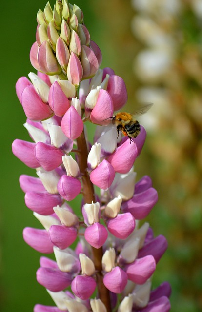 Fleur Lupin Lupus Haricot - Photo gratuite sur Pixabay - Pixabay