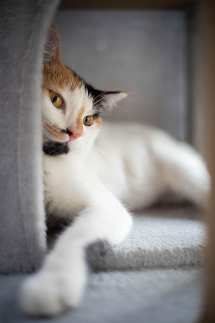 Chat Chaton Minou - Photo gratuite sur Pixabay