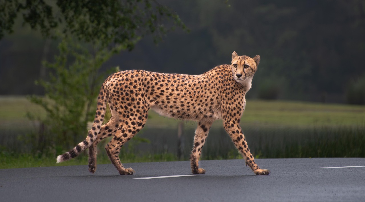 Cheetah Feline Cat - Free photo on Pixabay