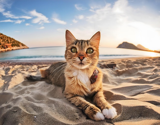 Download Animal, Cat, Beach. Royalty-Free Stock Illustration Image ...