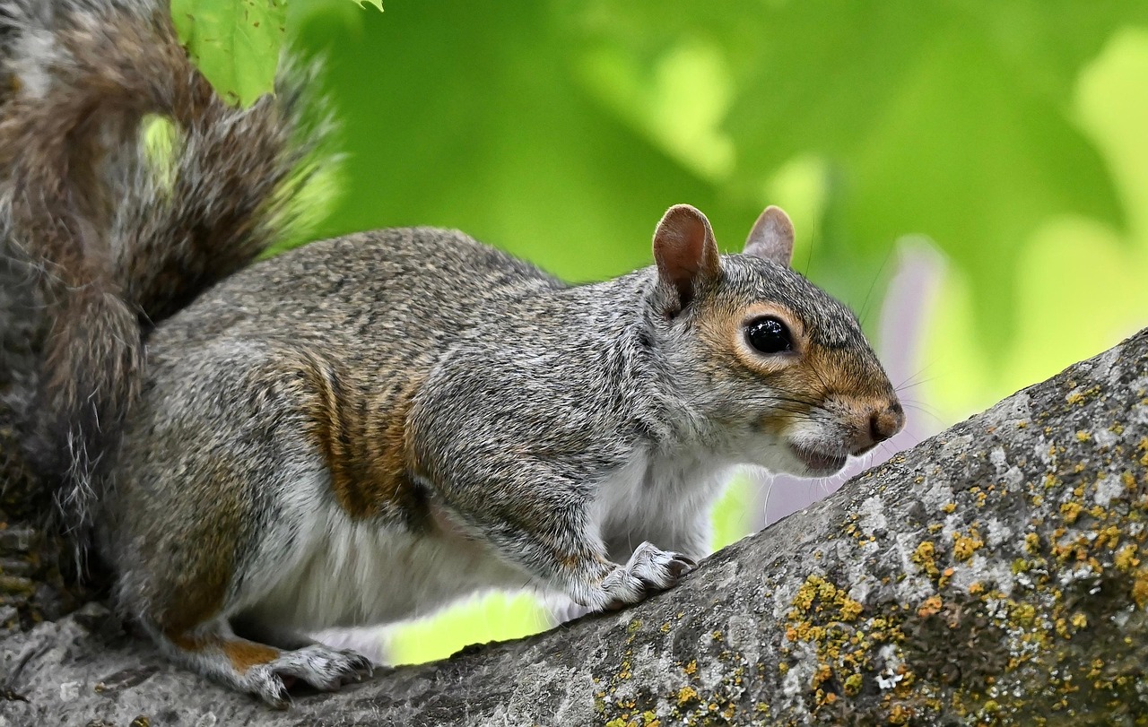Esquilo Animal Roedor Animais - Foto gratuita no Pixabay - Pixabay