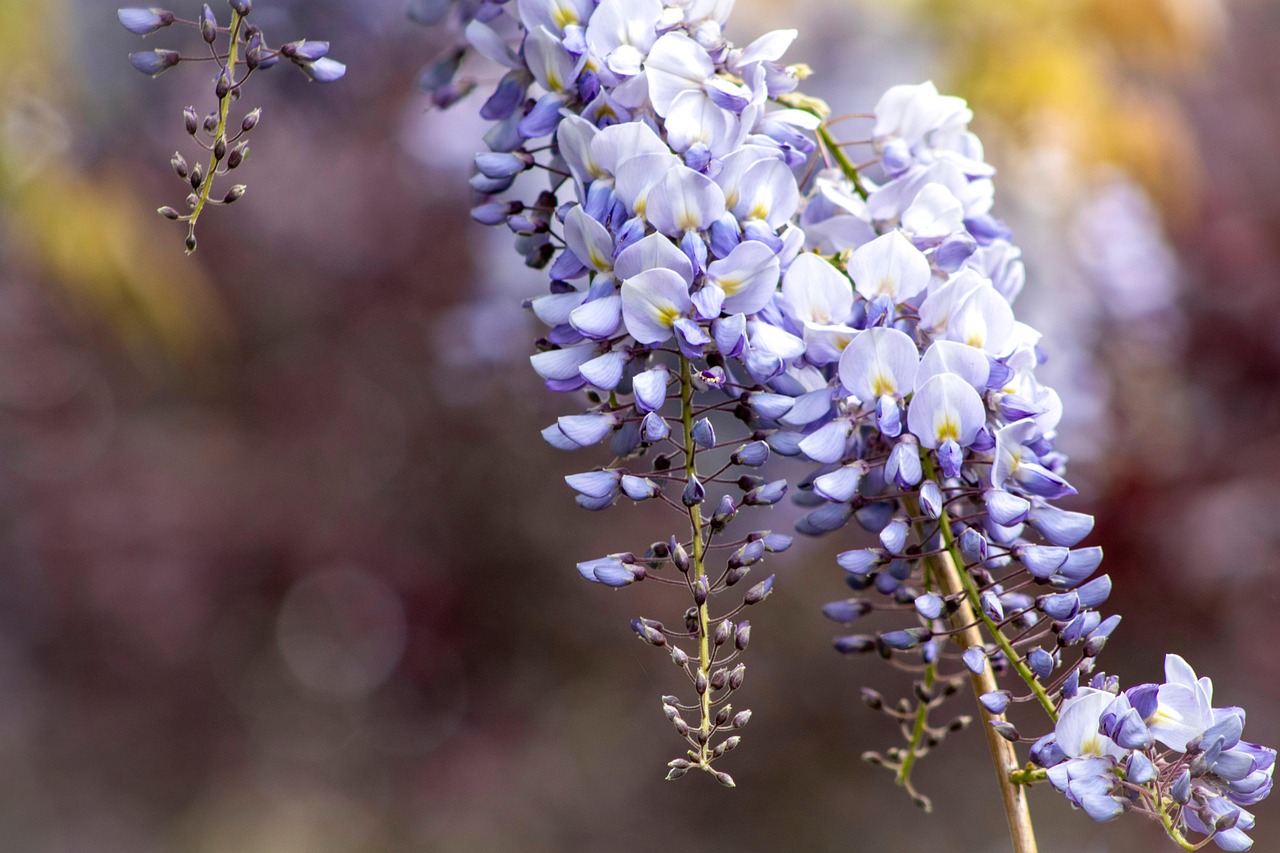 Wisteria Vignes Jardin - Photo gratuite sur Pixabay - Pixabay