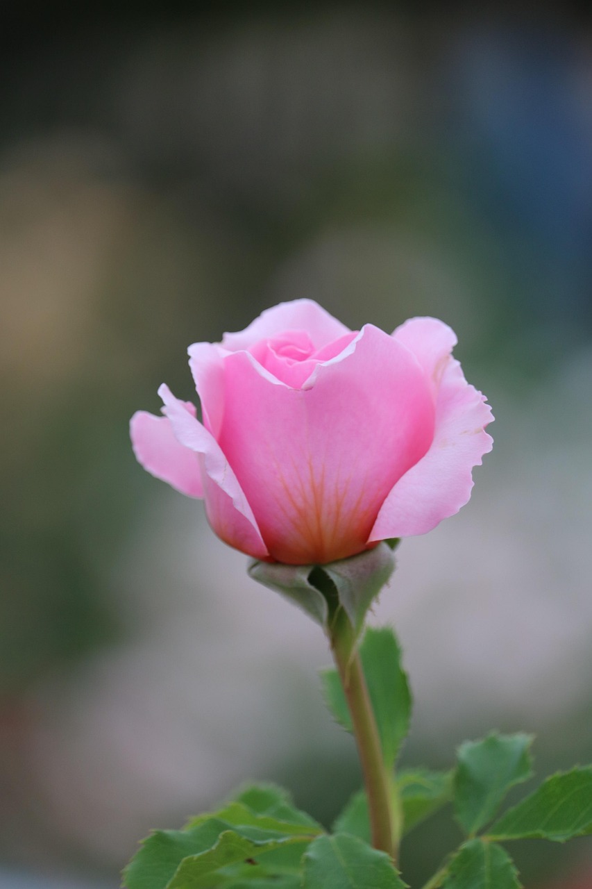 Rose - Photo gratuite sur Pixabay - Pixabay