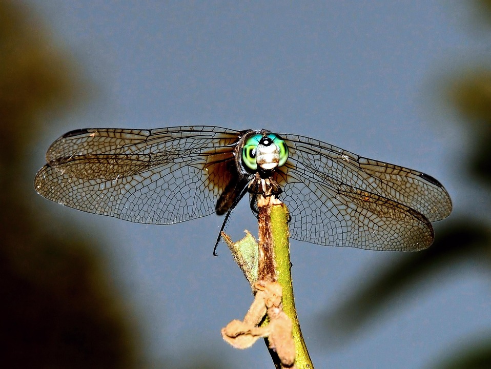 Dragonfly Insect Nature - Free photo on Pixabay