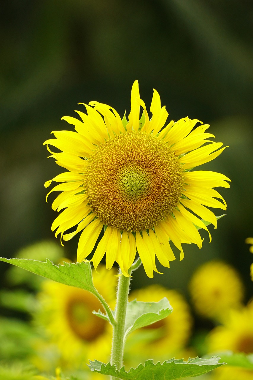 Sunflower Yellow Flower - Free photo on Pixabay - Pixabay
