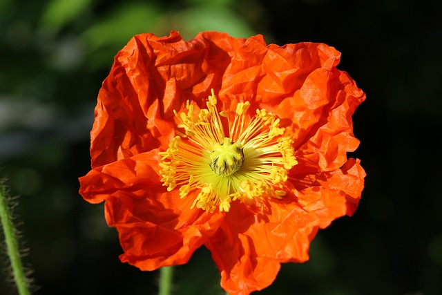 Coquelicot Fleur Fleurir - Photo gratuite sur Pixabay - Pixabay