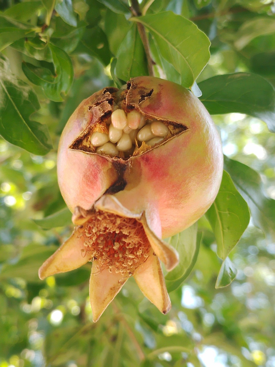 Pomegranate Cracking Skin - Free photo on Pixabay - Pixabay