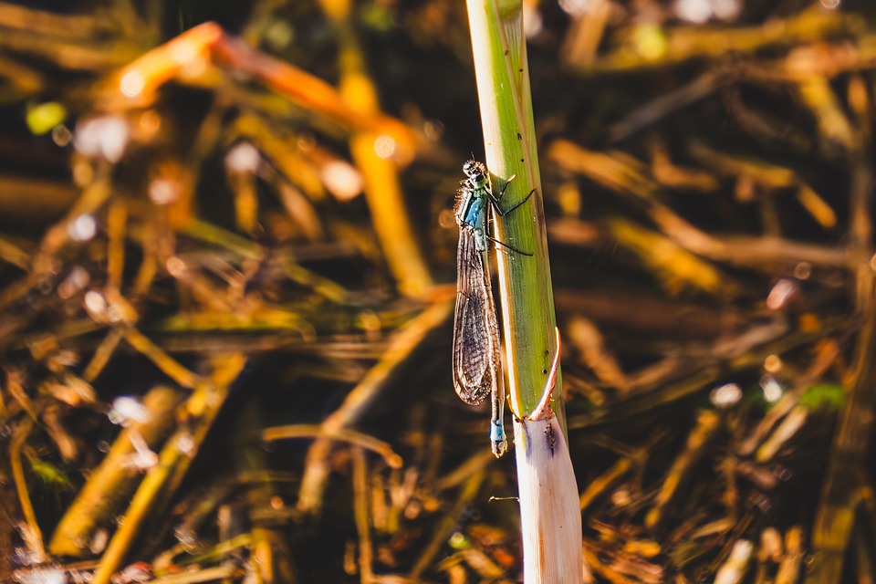 Dragonfly Close-Up Insect - Free photo on Pixabay - Pixabay